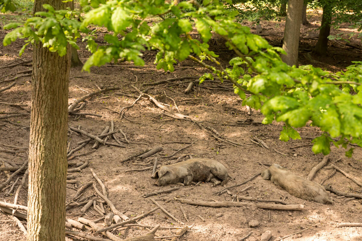 Ivenacker Eichen - Wald-MV